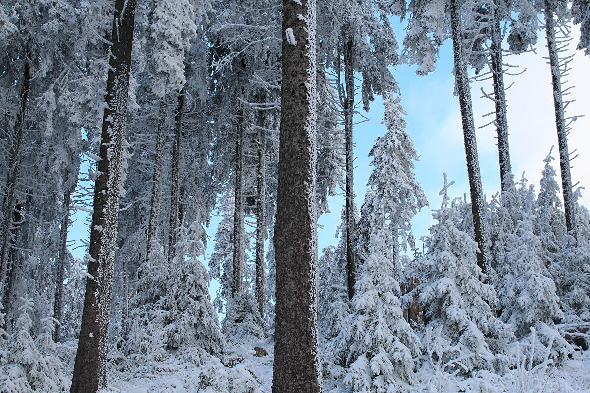 Mit dem Limes-Cicerone unterwegs - Winterstimmung und Limes-Verlauf im ...